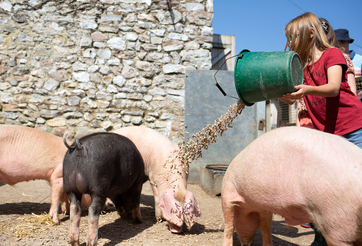 Smallicombe Farm - Farm experience