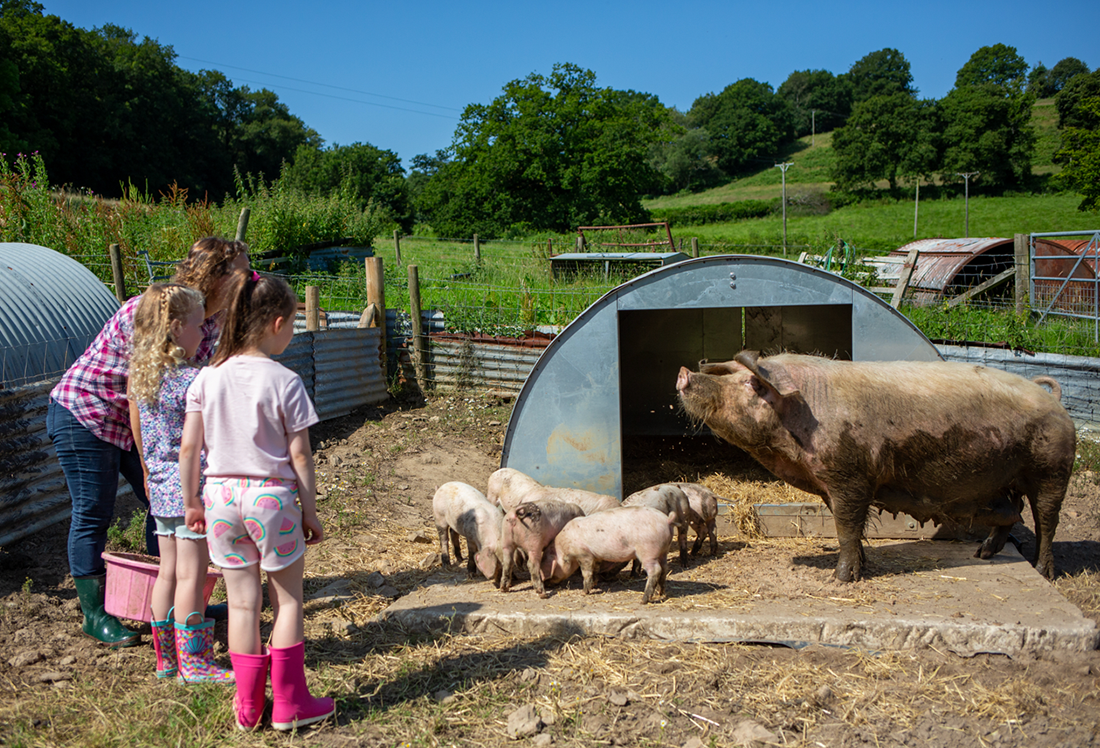 Smallicombe Farm - Farm experience