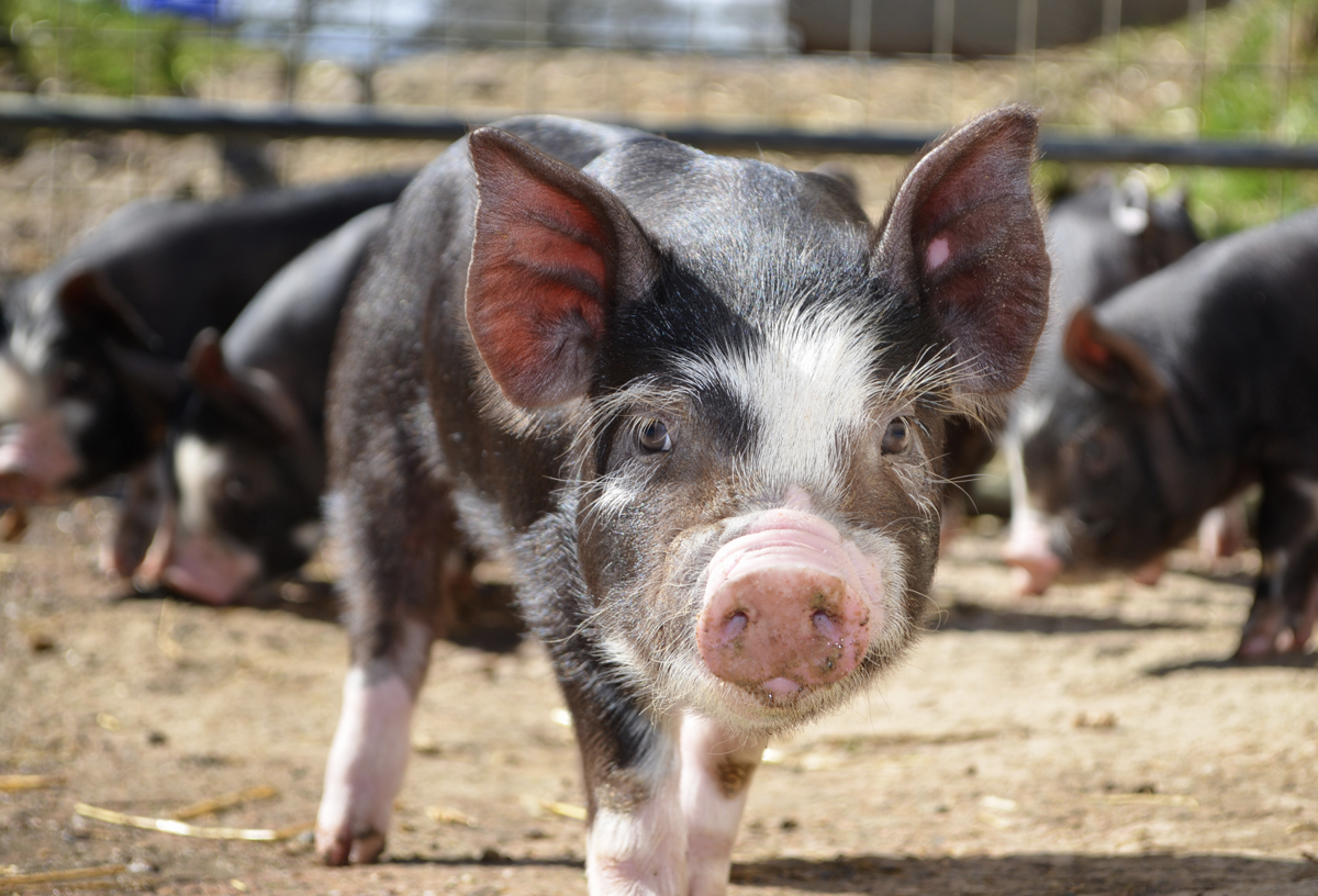 Smallicombe Farm - Livestock for sale